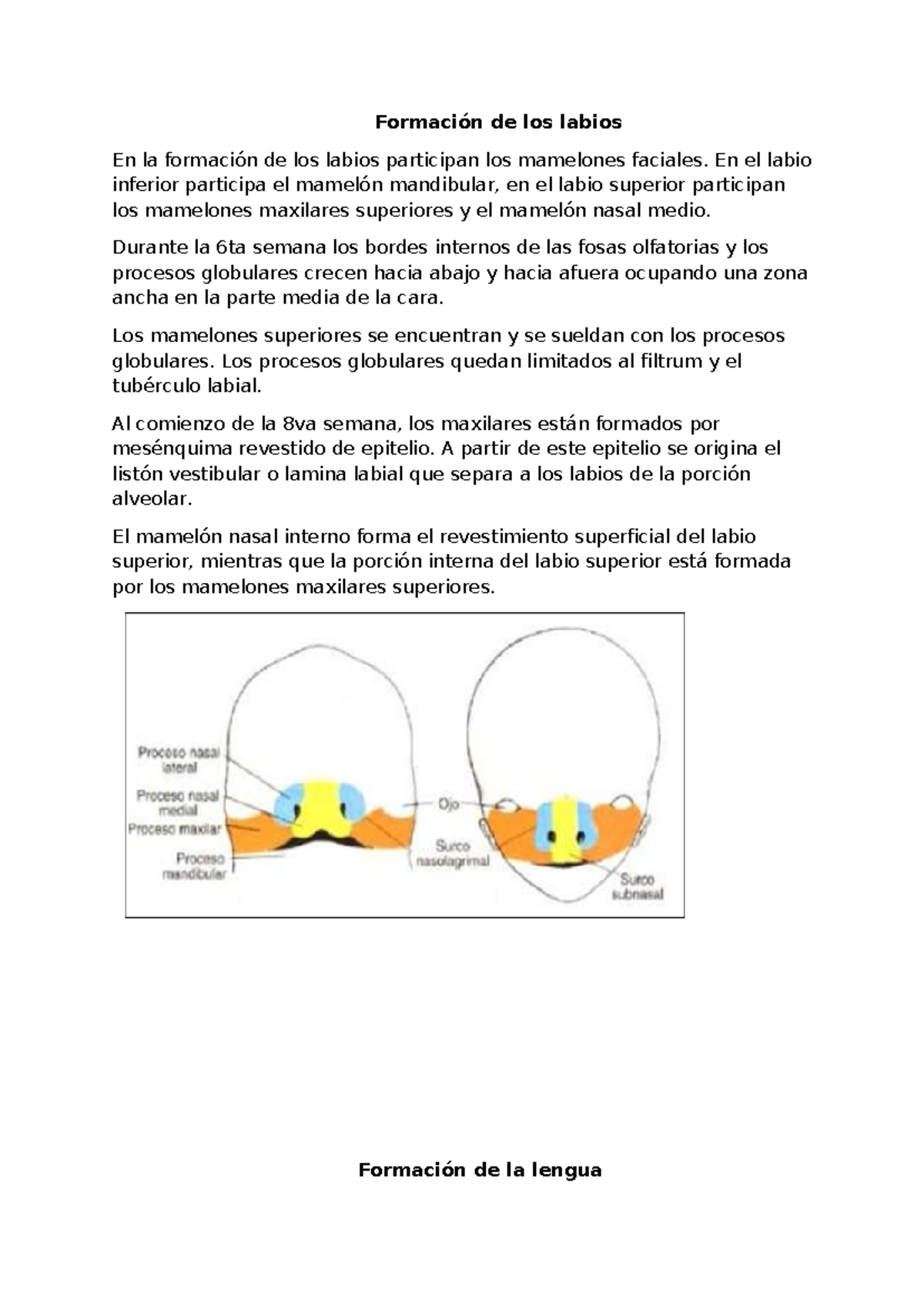 Formacion de labio y lengua - Formación de los labios En la formación ...