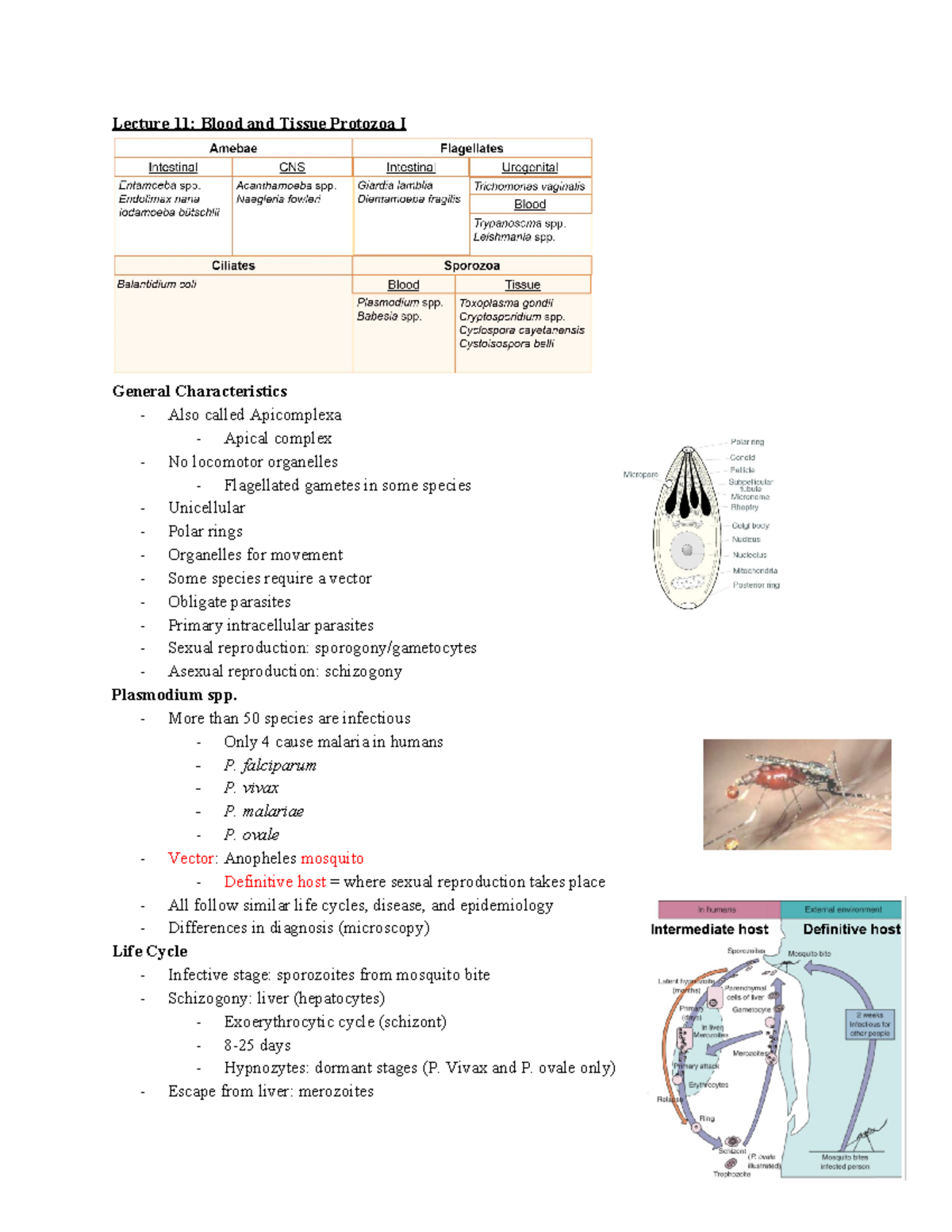 Lecture 11 Blood and Tissue Protozoa I-2 - More than 50 species are ...