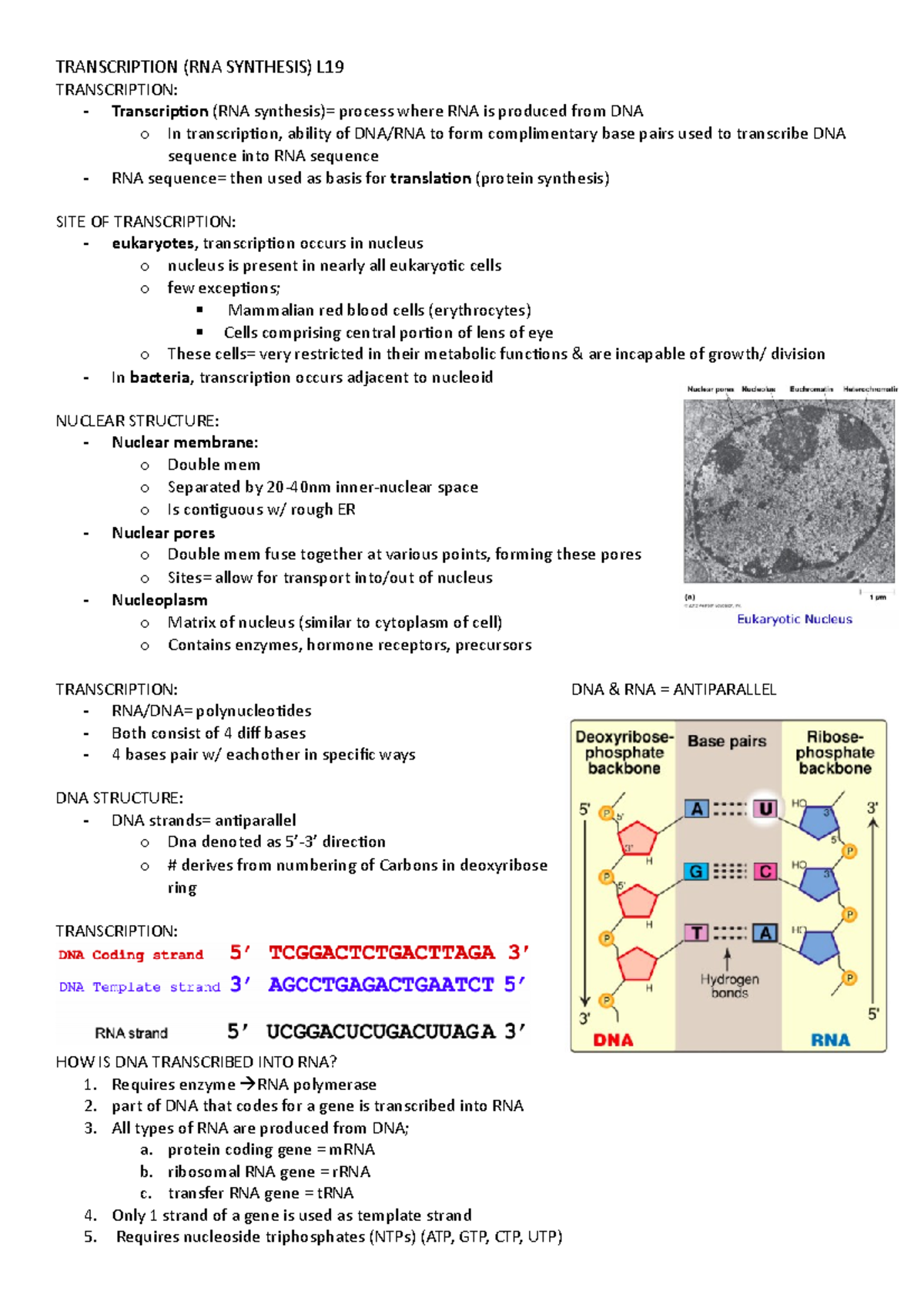 Transcription l19 - Lecture notes 19 - TRANSCRIPTION (RNA SYNTHESIS) L ...