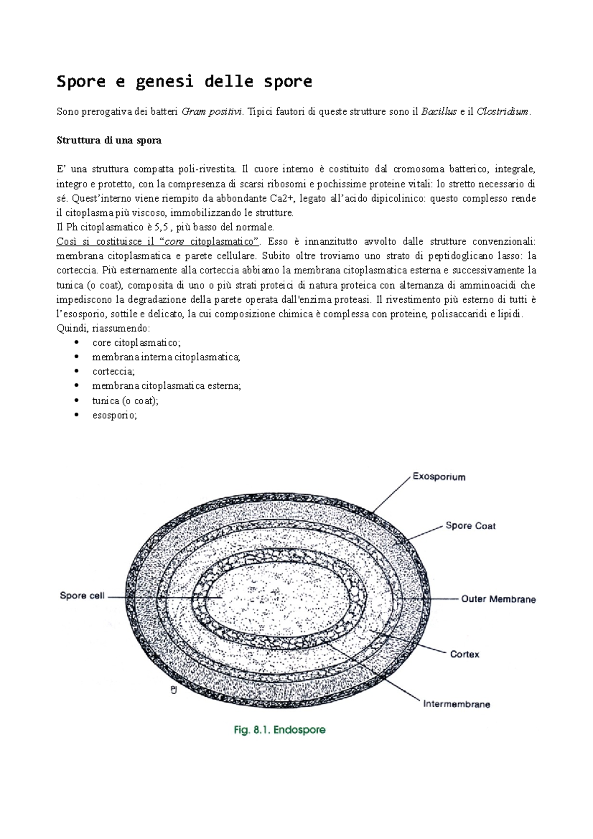Spore e genesi delle spore - Tipici fautori di queste strutture sono il ...