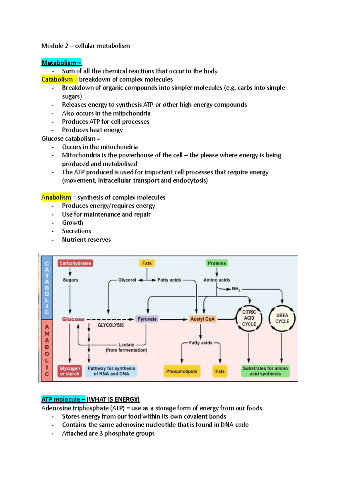 cellular metabolism - Lecture notes 2 - Module 2 – cellular metabolism ...