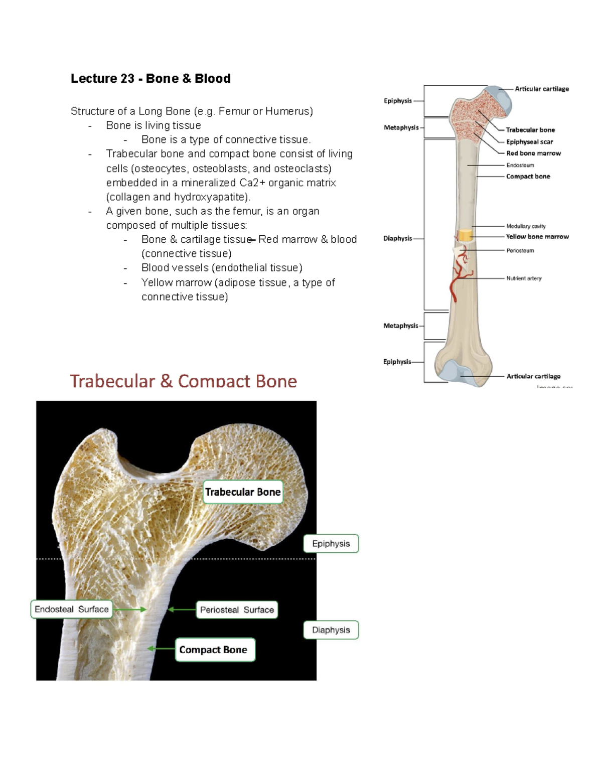 Bio 203 Lecture 23 - Bone & Blood - Lecture 23 - Bone & Blood Structure ...