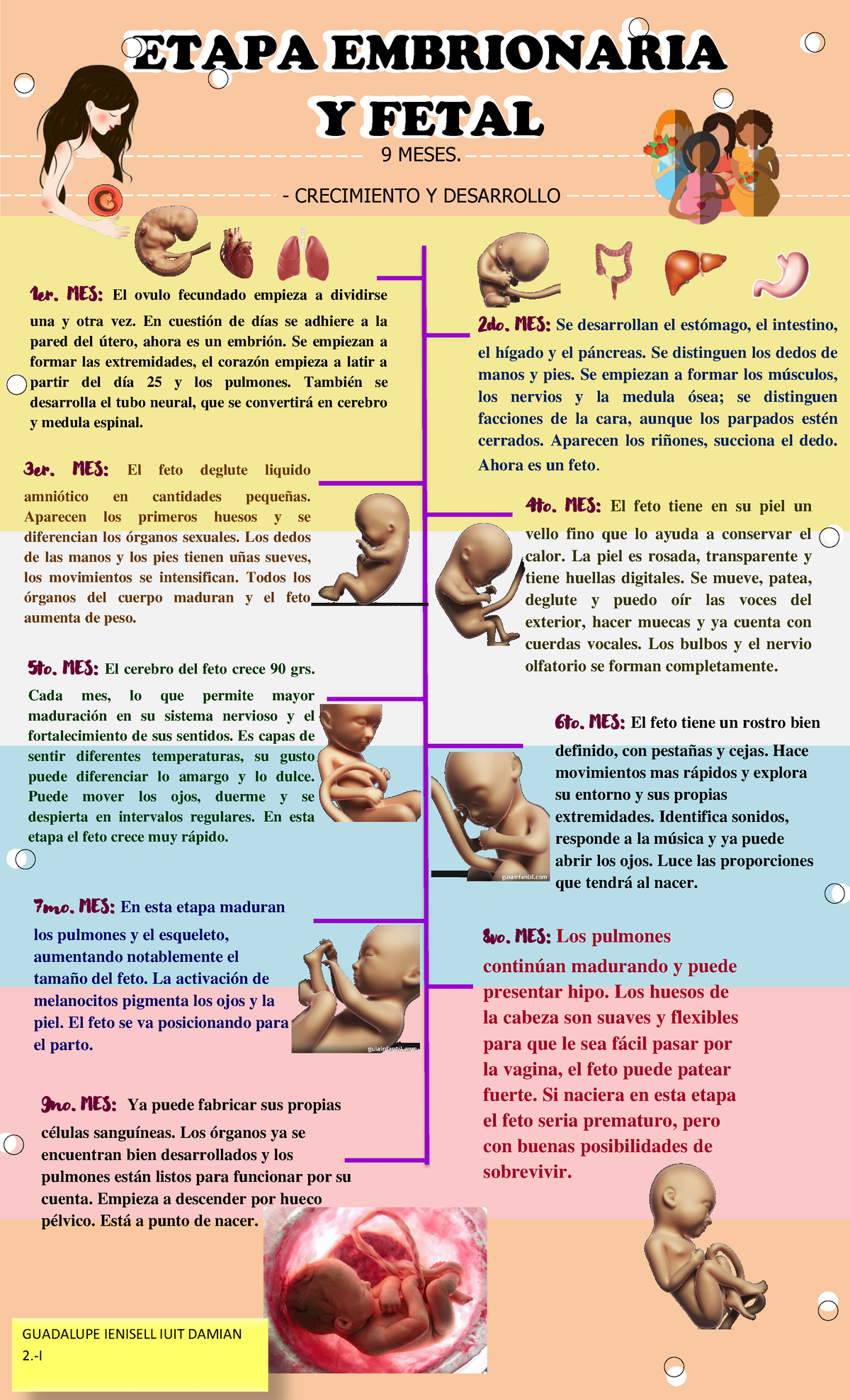 #5 Etapa embrionaria y fetal Guadalupe Iuit - 9 MESES. CRECIMIENTO Y ...