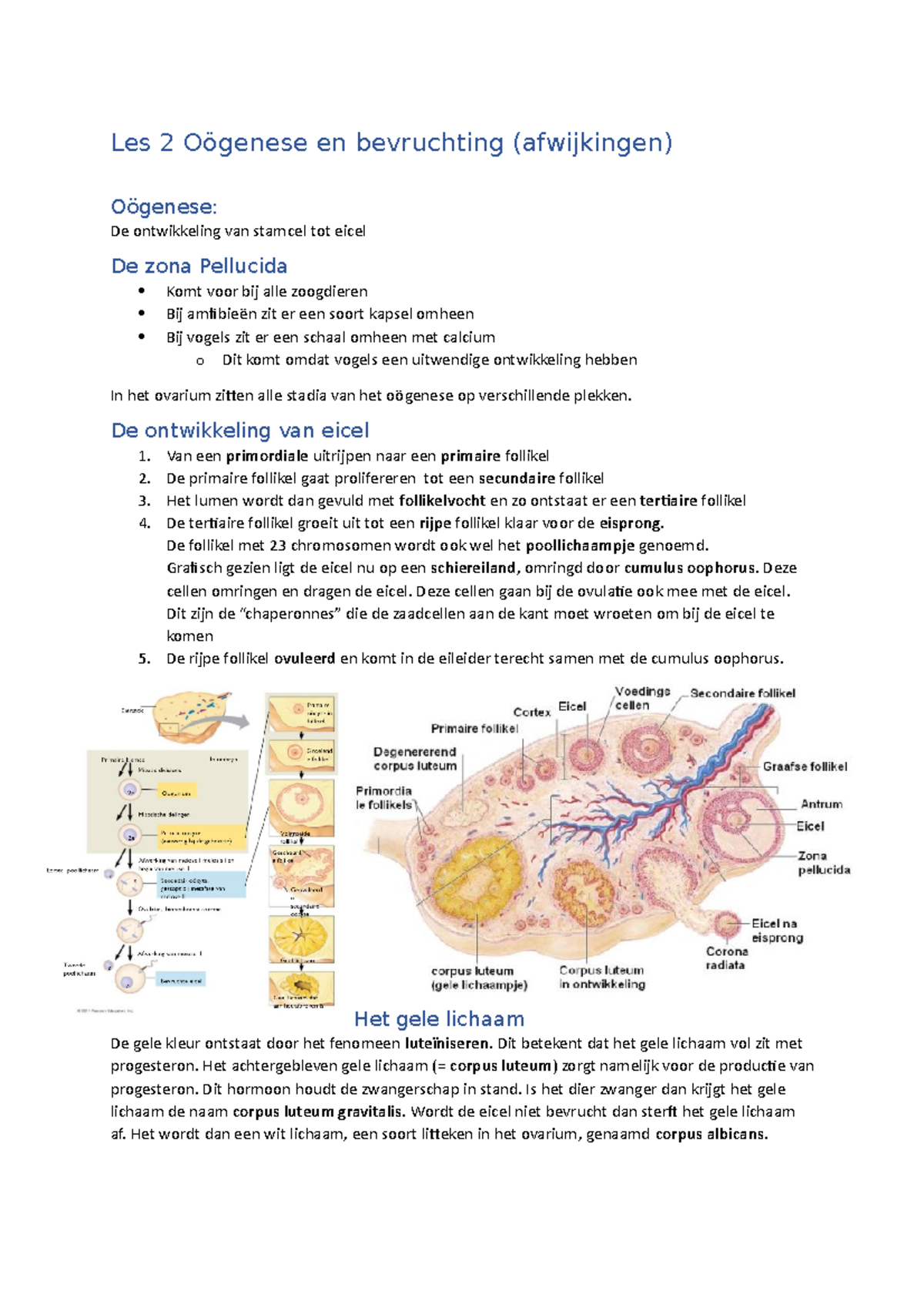 Les 2 oogenese en bevruchting (afwijkingen) - Les 2 Oögenese en ...