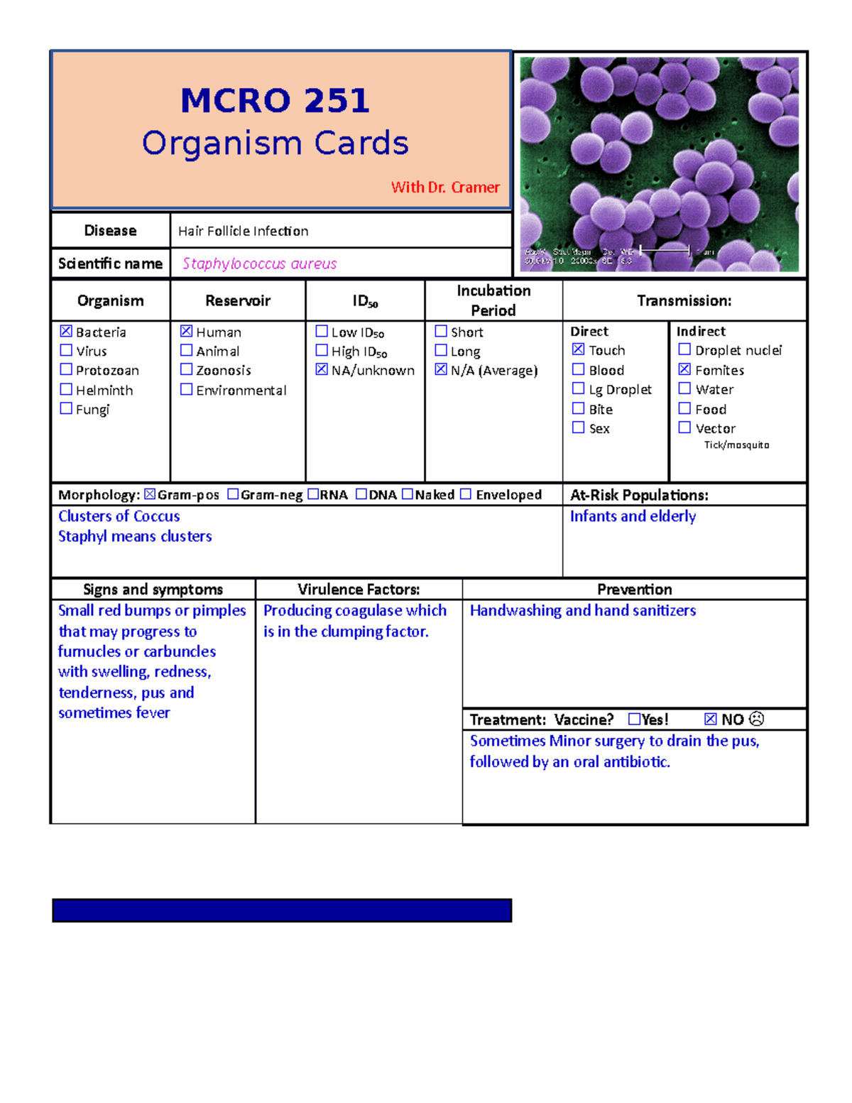 Staphylococcus aureus - Disease Hair Follicle Infection Scientific name ...