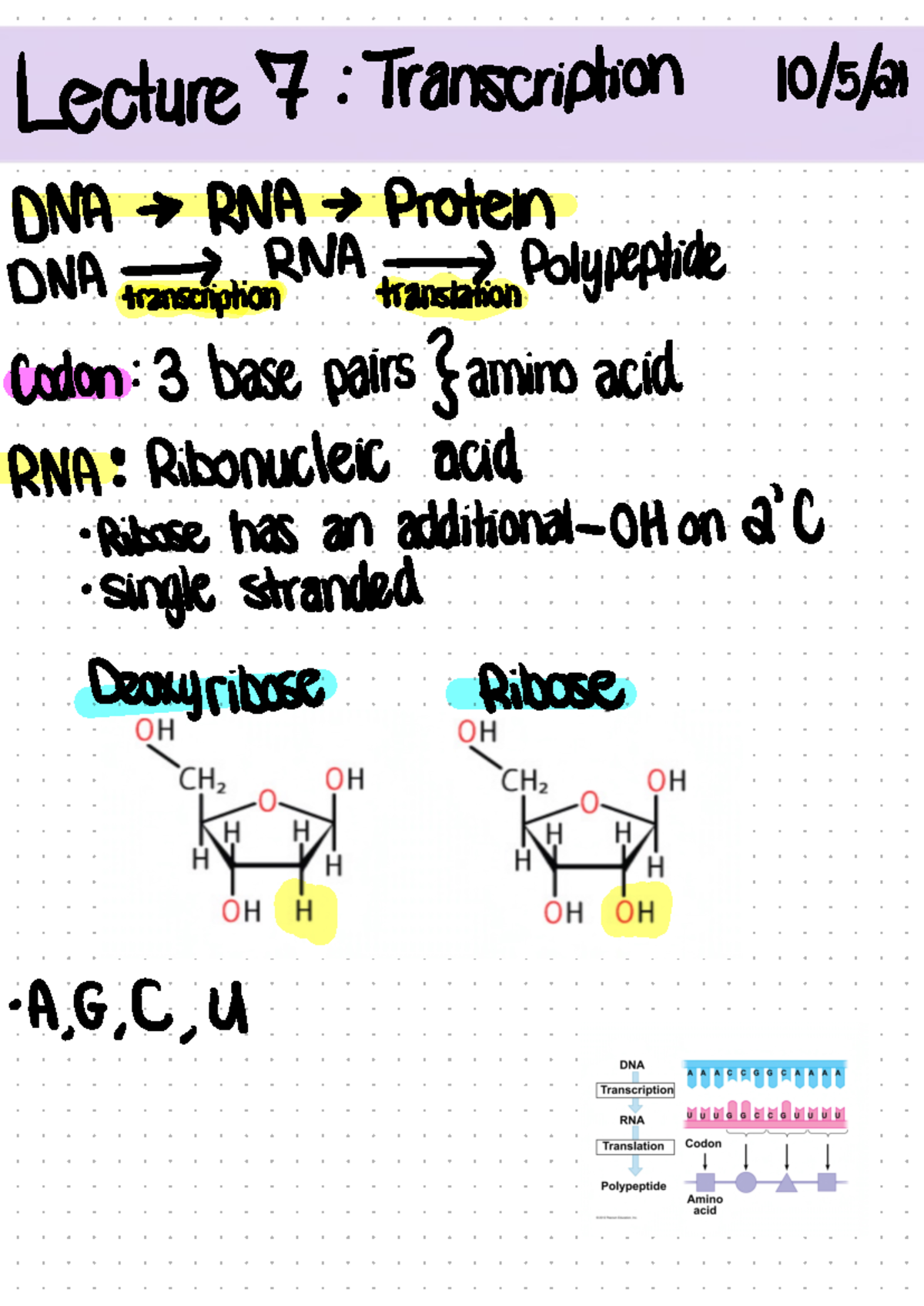 Lecture 7 Transcription - ####### Lecture 7- : Transcription 10/5/ DNA ...