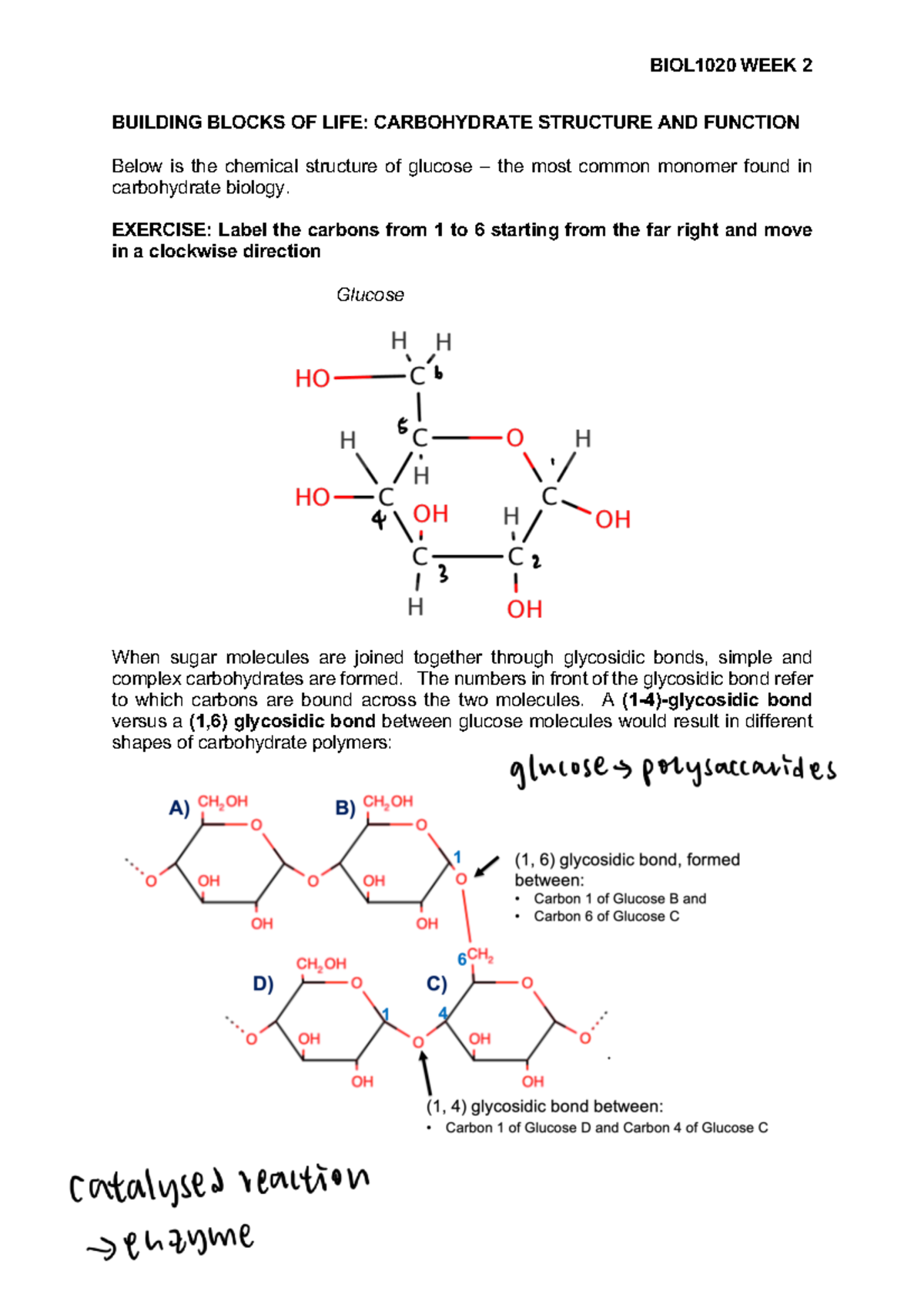 2024-BIOL1020 week2-tutorial - BUILDING BLOCKS OF LIFE: CARBOHYDRATE ...