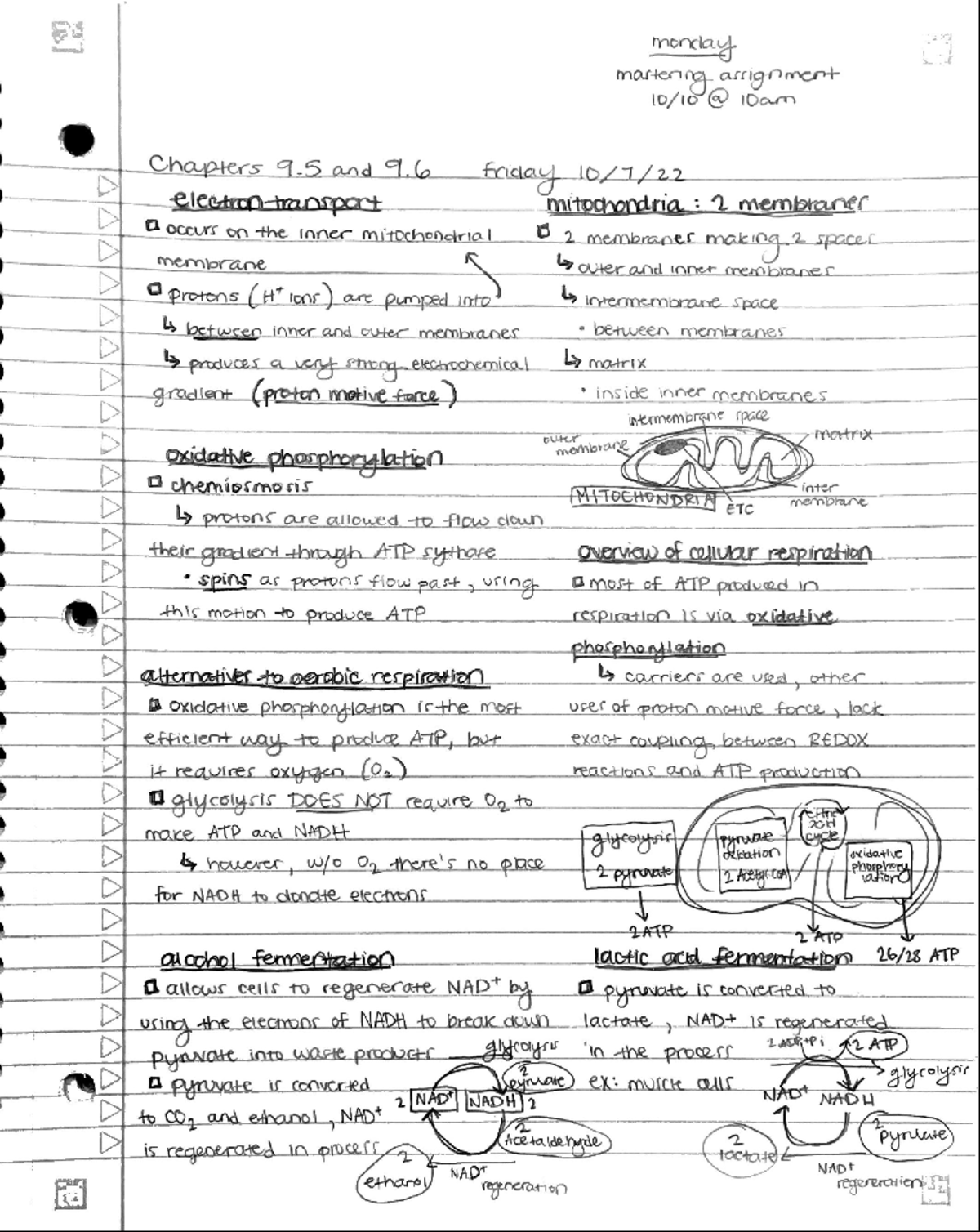 Bio notes- mitochondria, fermentation - BIOL 1107 - Studocu
