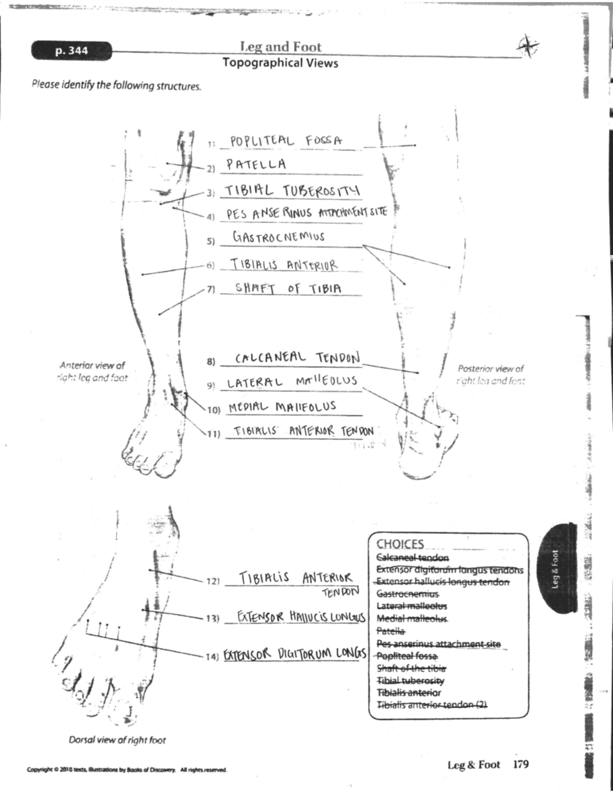 Leg and Foot (Labeled) - KIN 362 - Studocu