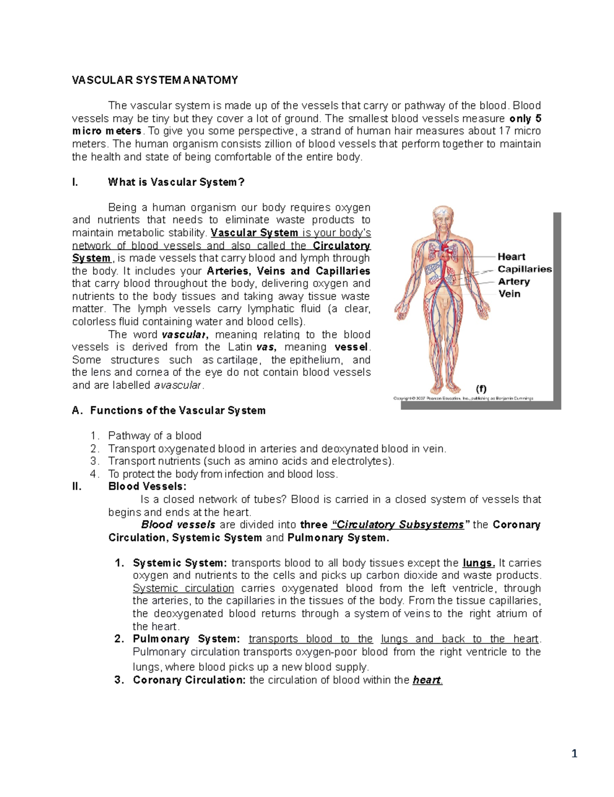 Vascular anatomy ciruclatory system study guide - VASCULAR SYSTEM ...