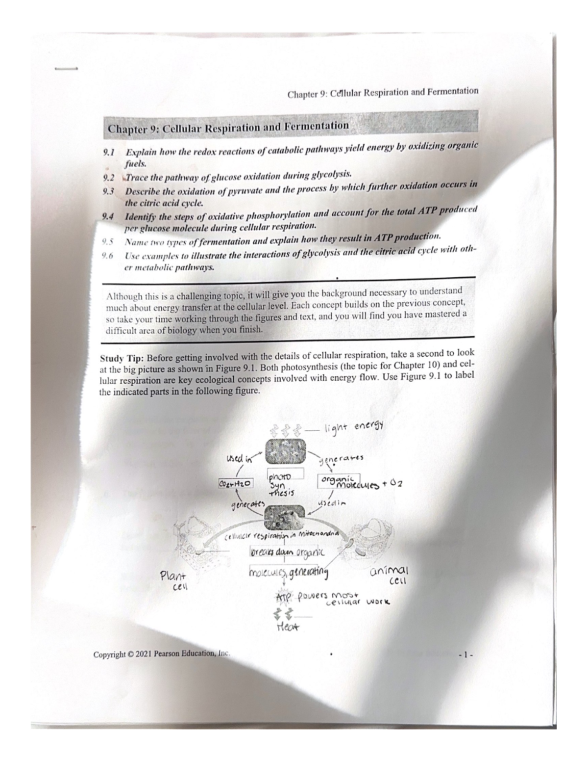 Chapter 9 questions - BSC2010 - Studocu