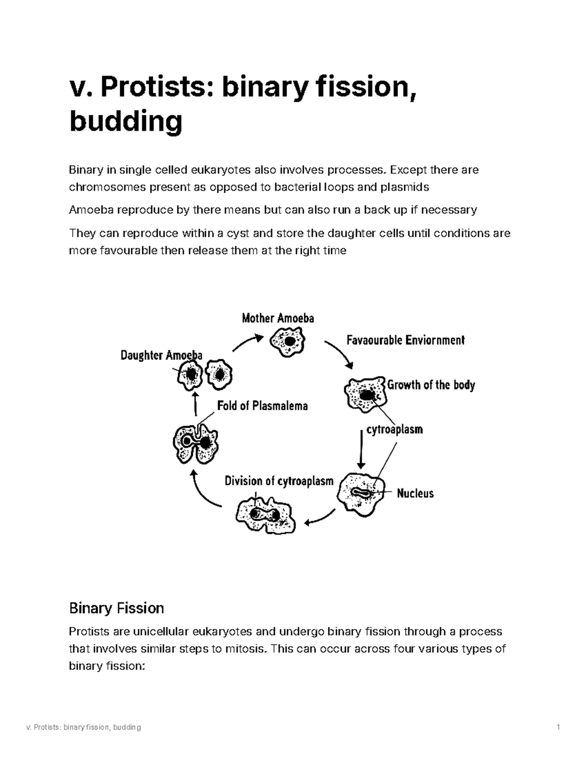 Protists binary fission, budding module 5 dot - v. Protists: binary ...