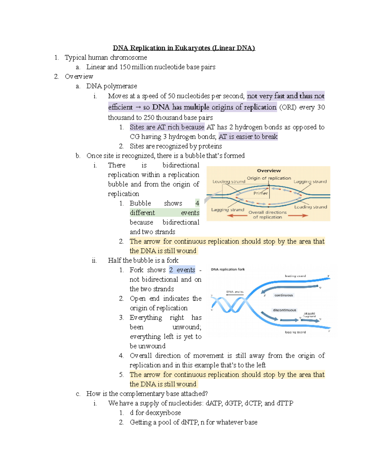 Chapter 16B DNA Replication - BIO100 - Hunter College - Studocu