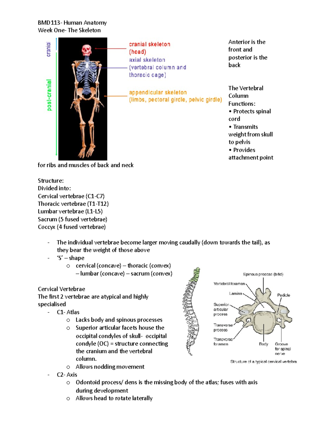 The Skeleton - Lecture notes 1 - Week One- The Skeleton Anterior is the ...