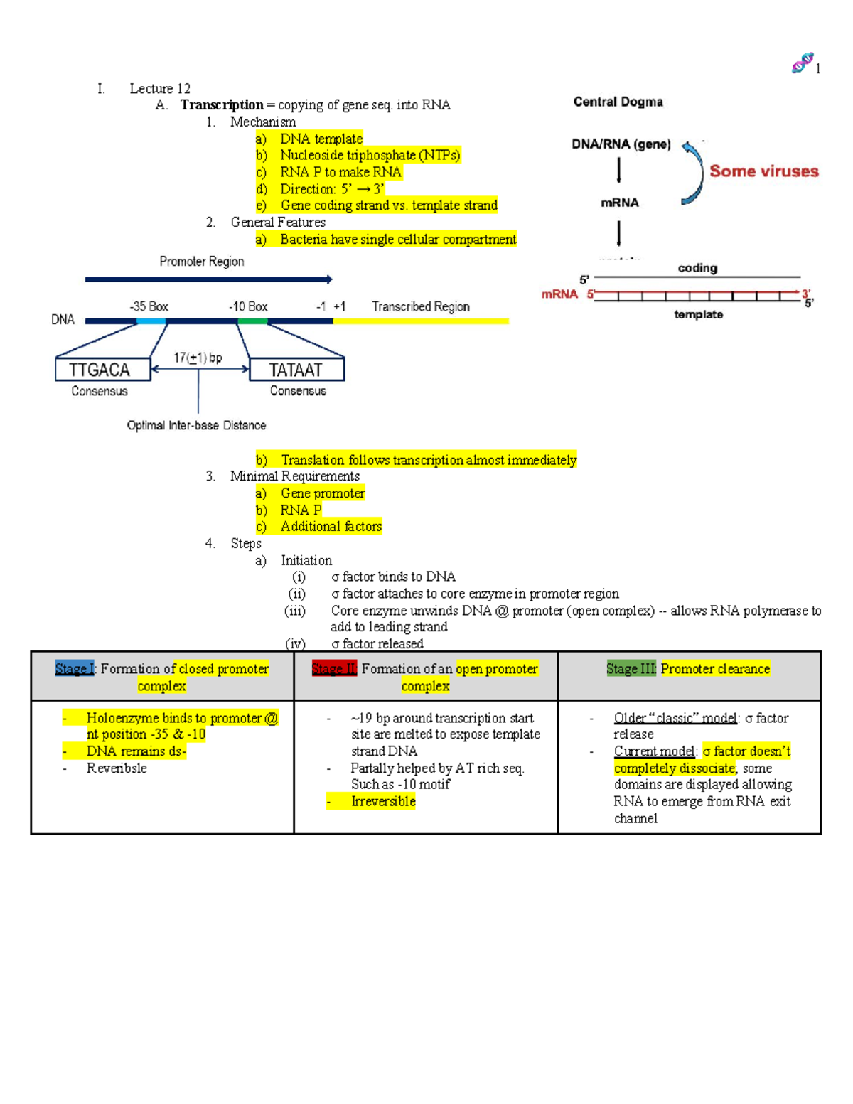 BIOL107A - final - I. δecture 1β A. Transcription = copying of gene seq ...