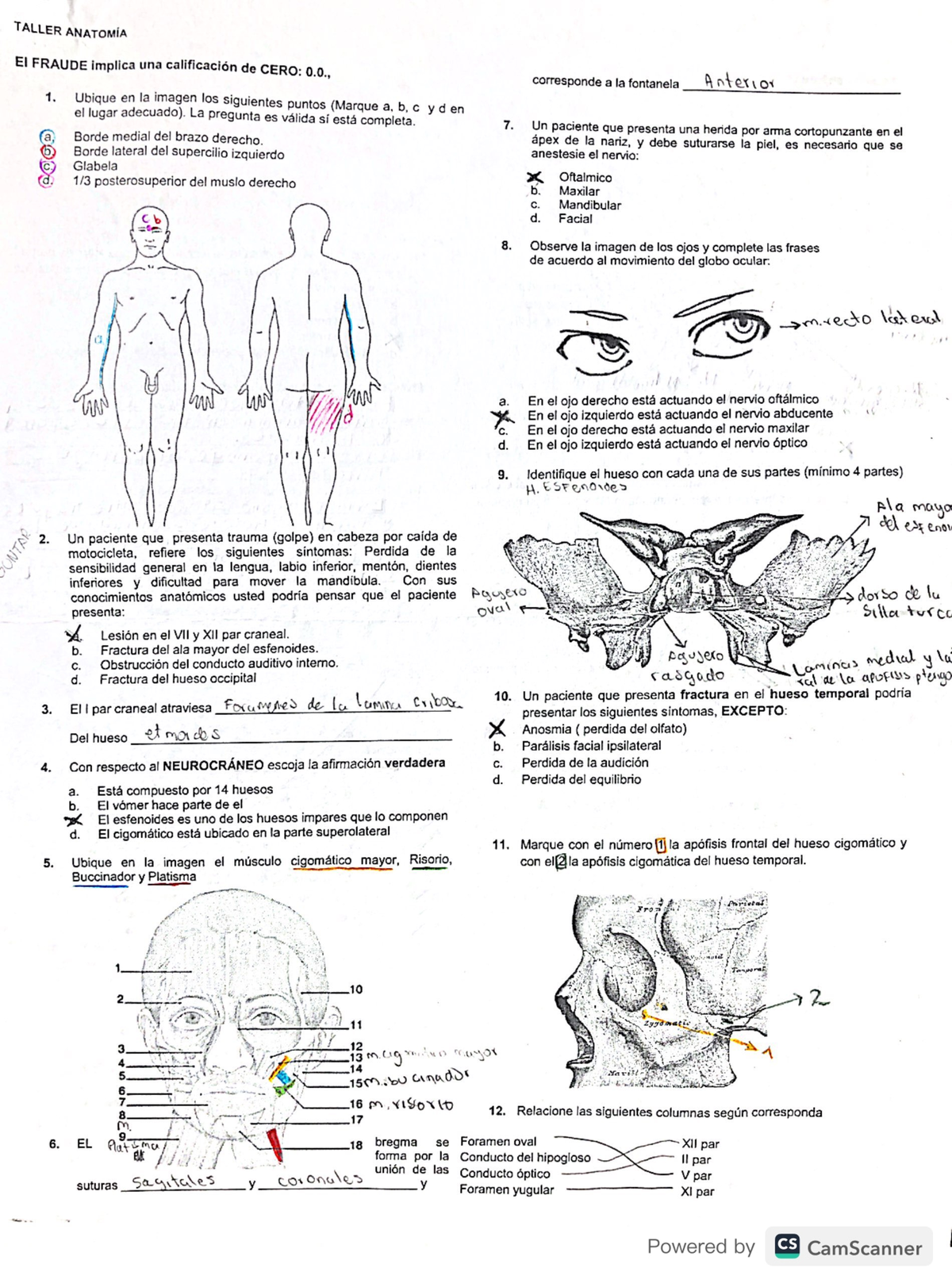 Taller de Anatomía #2 - Anatomía General - Studocu