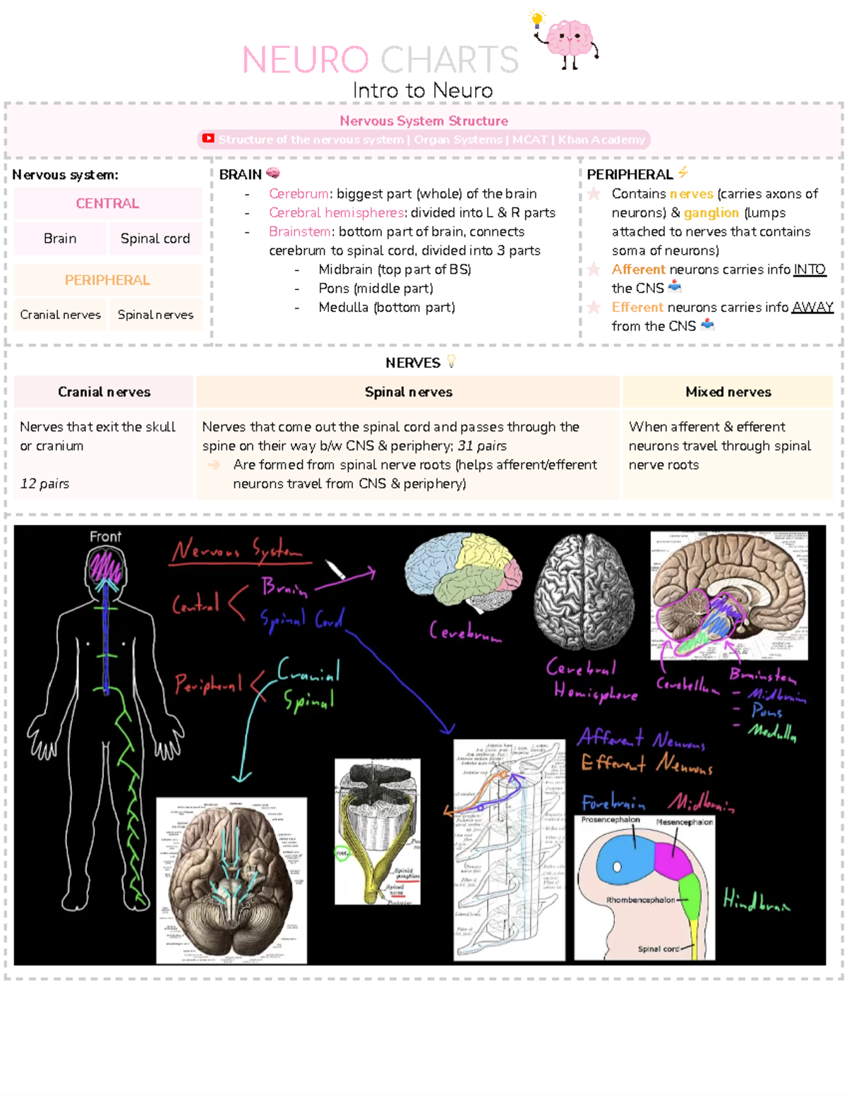 Neurology Conditions Charts - NEURO CHARTS Intro to Neuro Nervous ...
