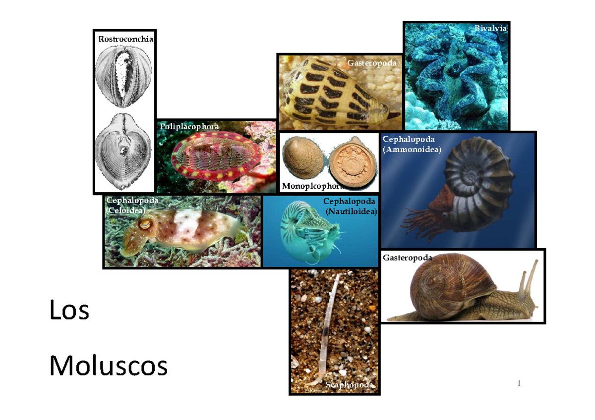 Guión Practicas - Moluscos Cefalópodos - Bivalvia Rostroconchia ...