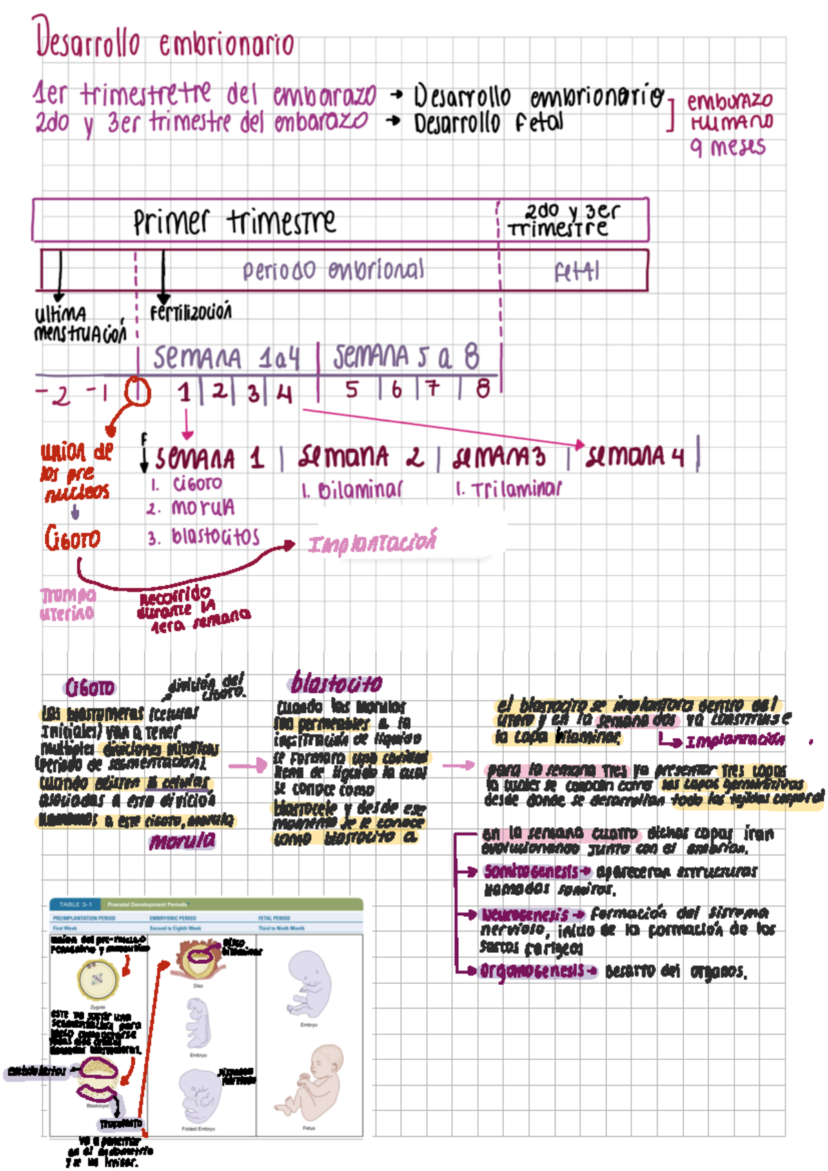 Morfología embriología - •Están formados por: •Ectodermo superficial ...