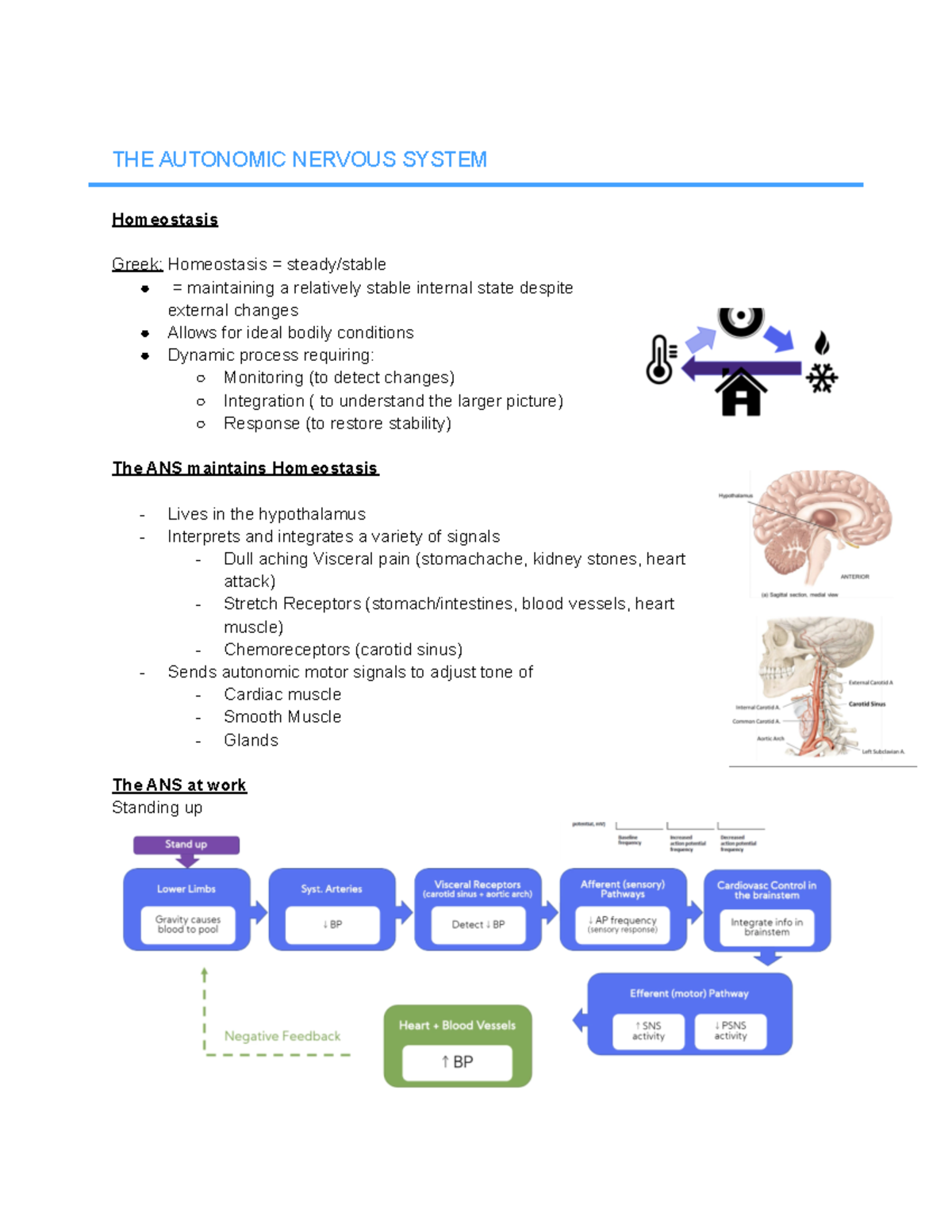 ANS 1 - class notes - THE AUTONOMIC NERVOUS SYSTEM Homeostasis Greek ...