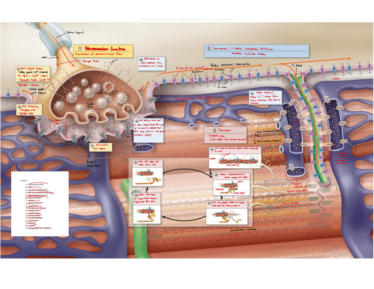 Muscle+Contraction+Image Terms - Nerve Signal Neuromuscular Junction ...