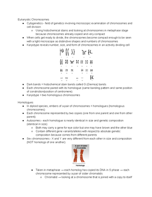 Bio Chapter 16 Notes - 2 sets of 23 Chapter 16 Cell Cycle chromosomes ...