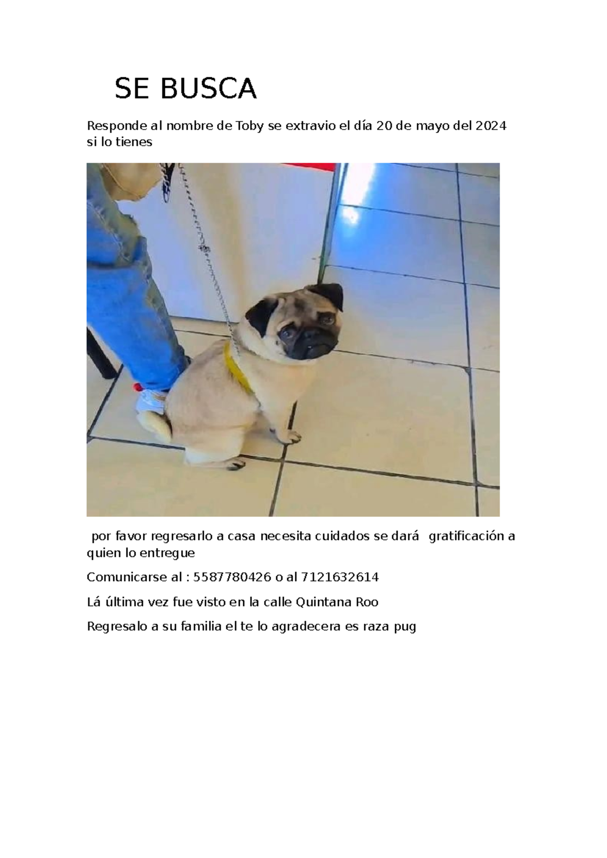 Tobby 2 053716 - Yap - Inglés básico - SE BUSCA Responde al nombre de ...