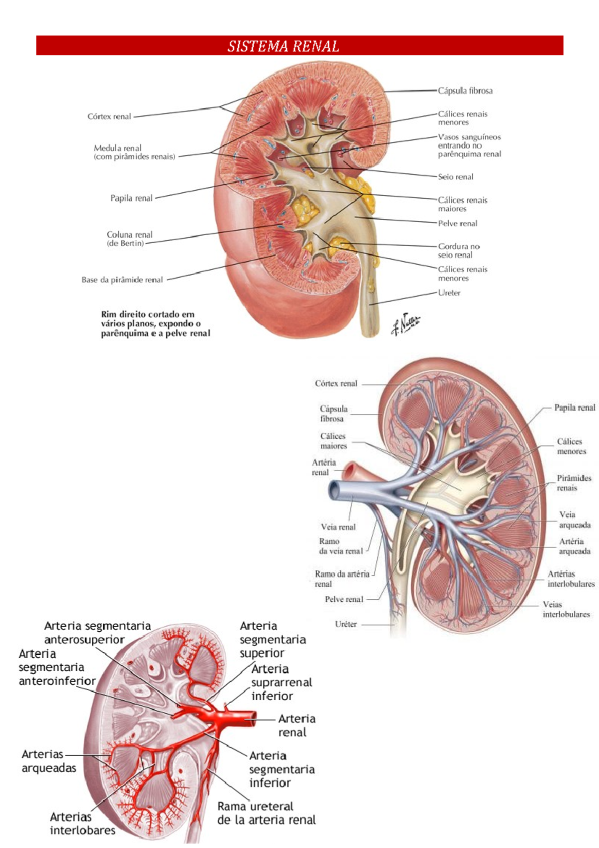 Anatomina Renal - Resistência dos matérias - SISTEMA RENAL - Studocu