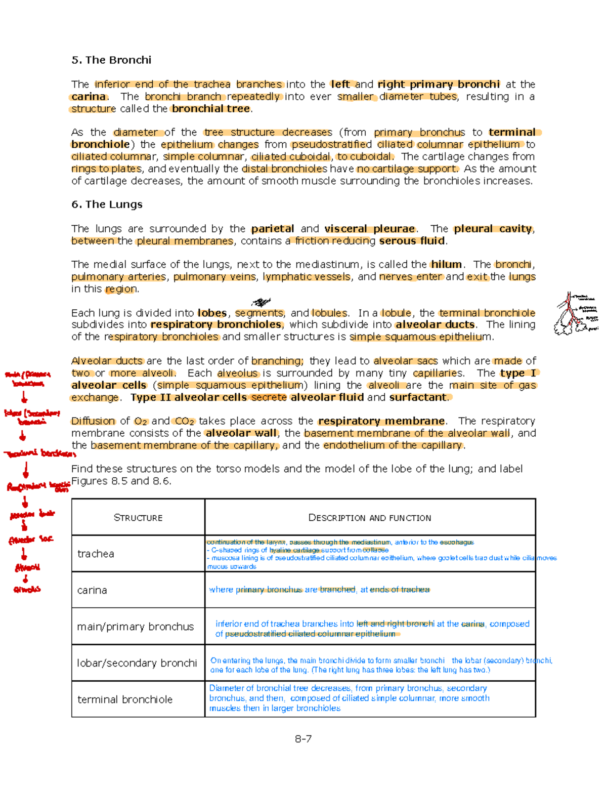 LAB 8 - Respiratory 3 - Lab 8 - Answer Key - 8- The Bronchi The ...