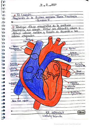 Fisiología Humana II - Principio de la Linea Marcada - FISIOLOGÍA ...