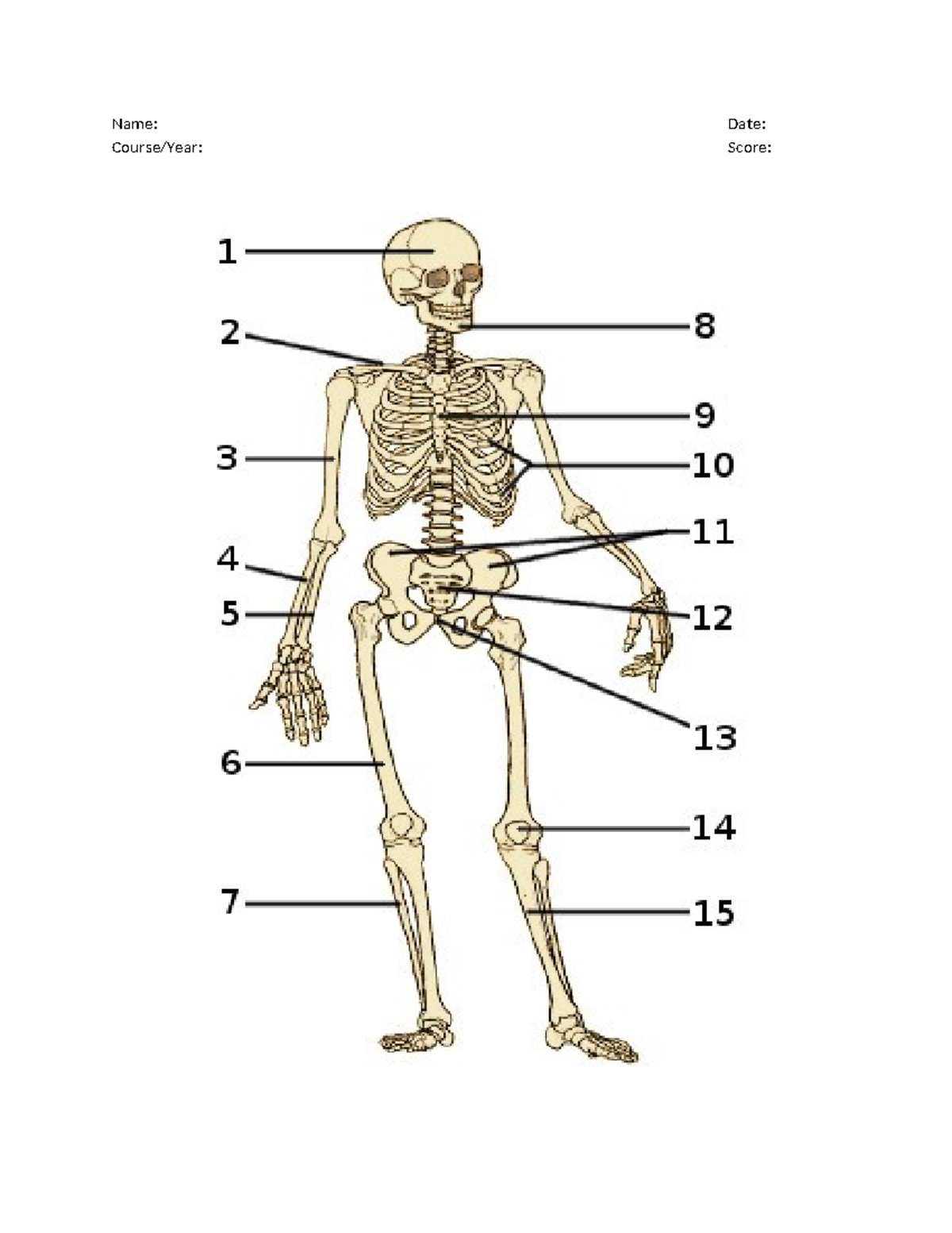 QUIZ Skeleton - Notes - Anatomy And Physiology - Name: Date: Course ...