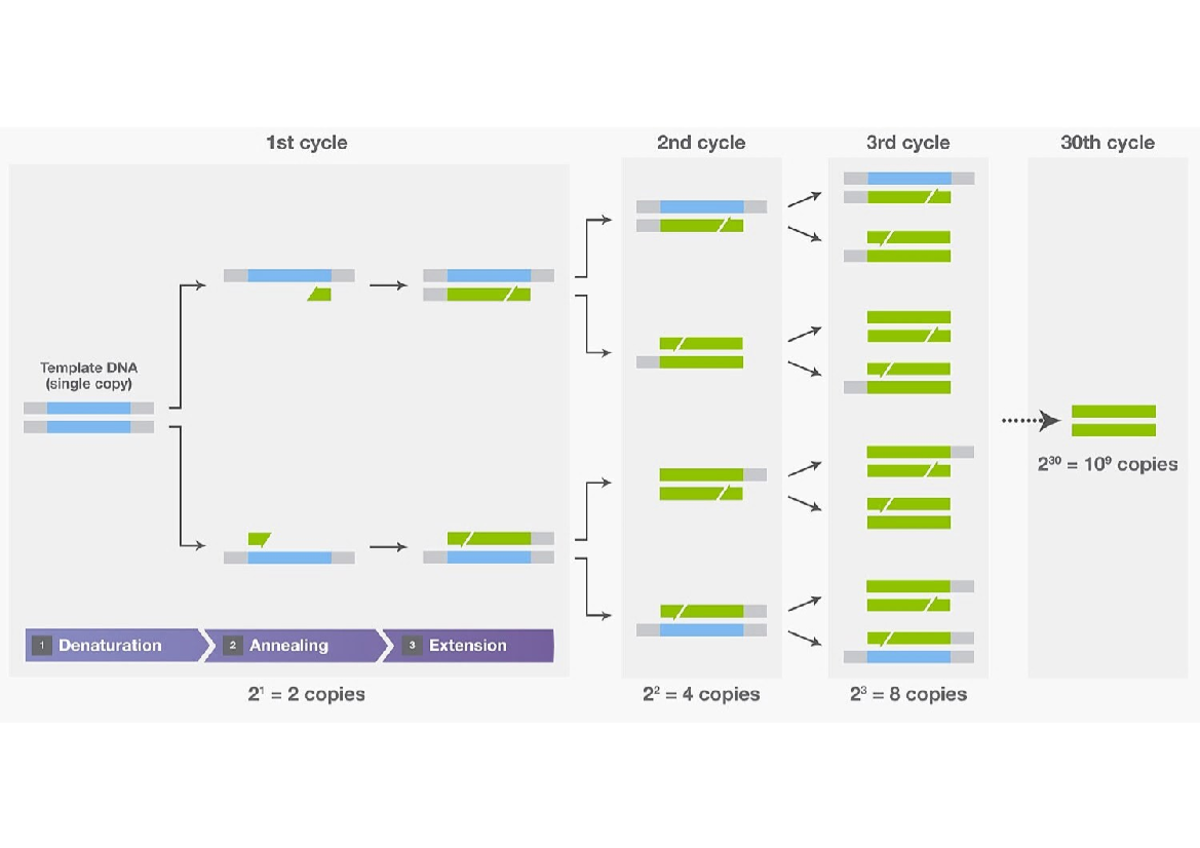 Pcr cycles - Génétique moléculaire - Studocu