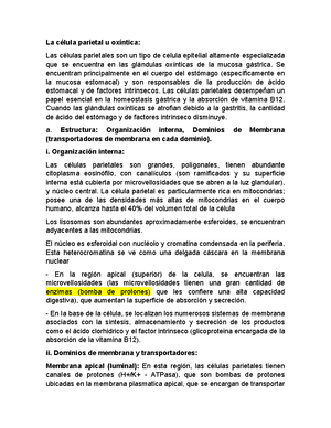 Ovogénesis - BEA - proceso - LA OVOGÉNESIS La ovogénesis, es la ...