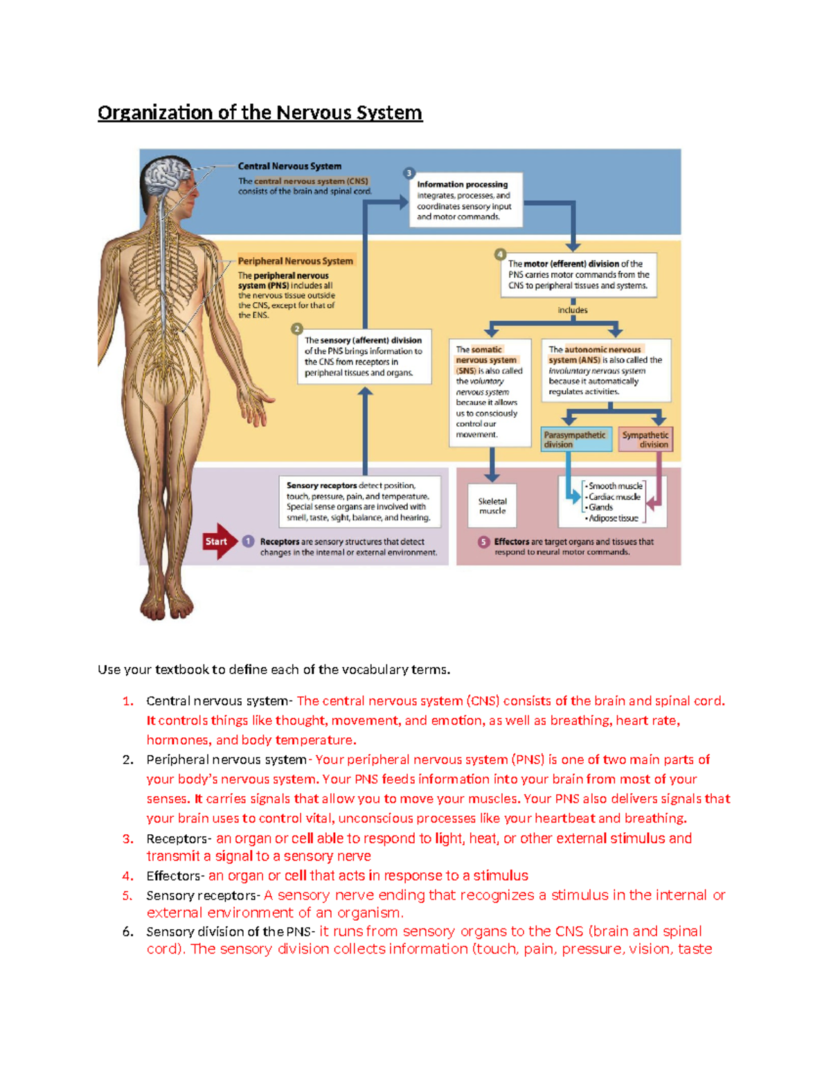 Organization of the Nervous System Vocabulary - Organization of the ...