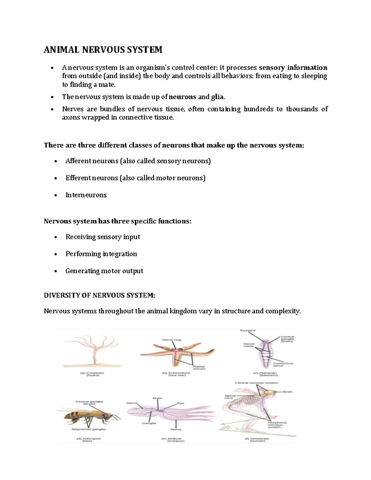 Animal Nervous System - Lecture notes 1-7 - BS Biology - WMSU - Studocu