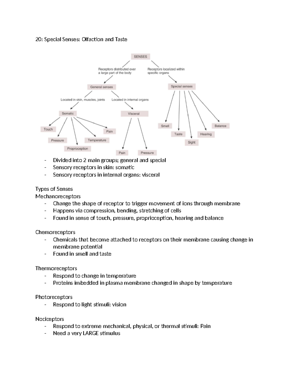 Kinesiol test 7 - kin test 7 notes - 20: Special Senses: Olfaction and ...