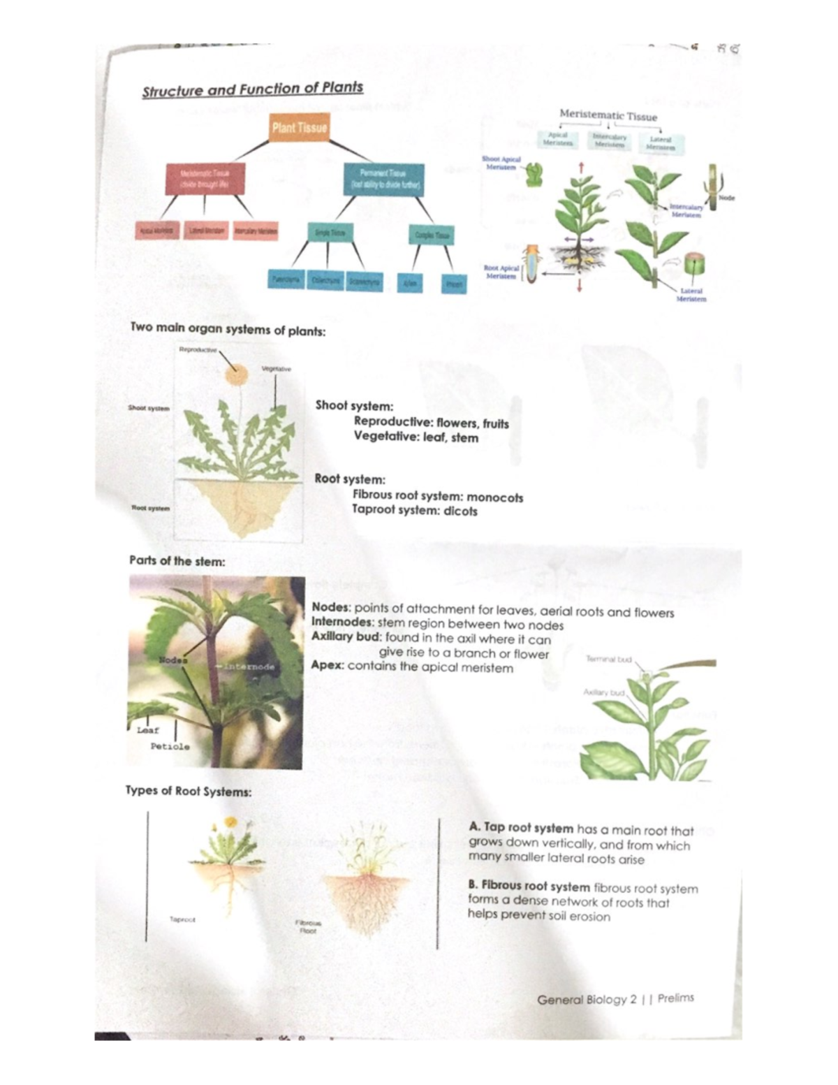 Structure Function Of Plants - Environmental Science - Studocu