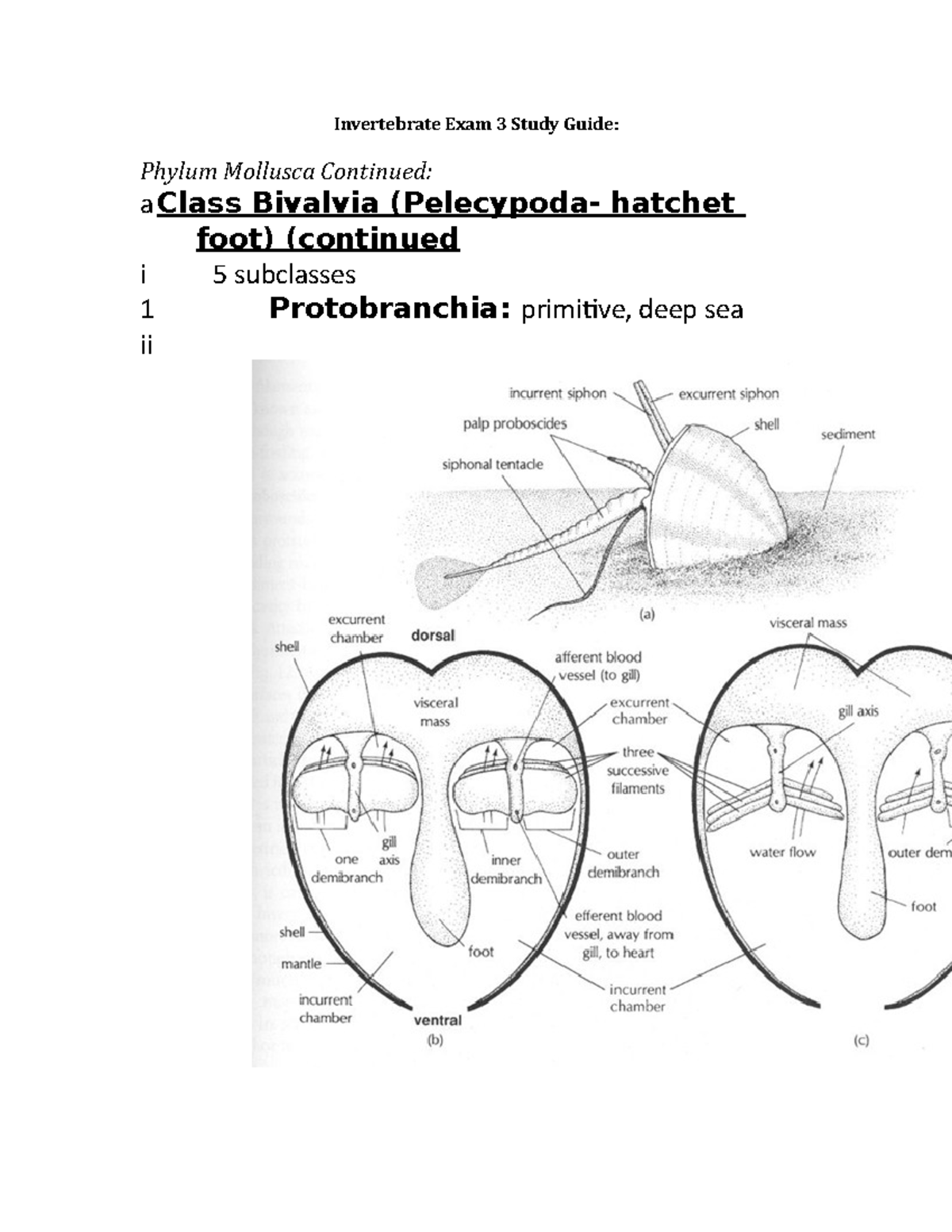 Invertebrate Exam 3 Study Guide - Invertebrate Exam 3 Study Guide ...
