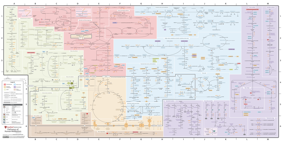 Biochem MAP - Base salvage Nucleoside salvage Oxidative phosphorylation ...