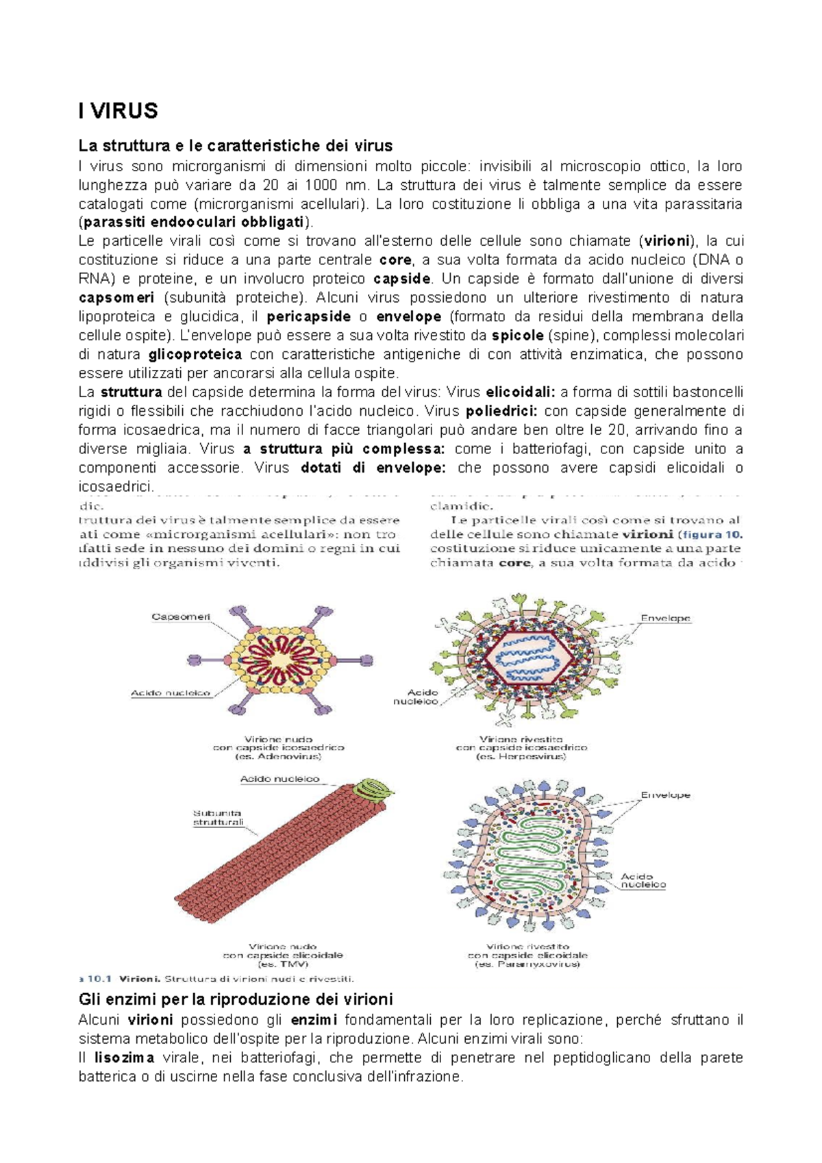 Descrizione, caratteristiche e classificazione dei virus - I VIRUS La ...