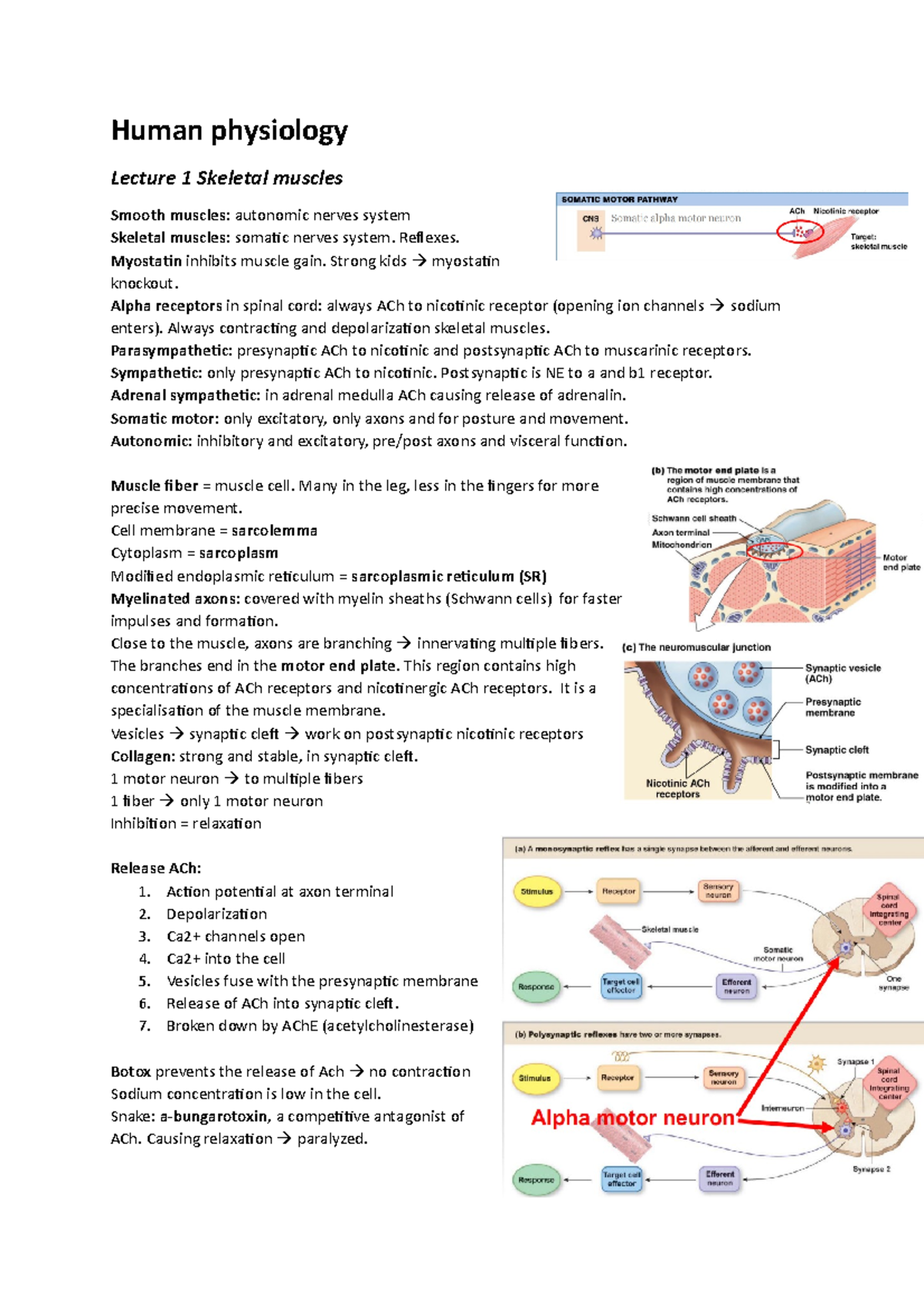 Human Physiology summary - Human physiology Lecture 1 Skeletal muscles ...