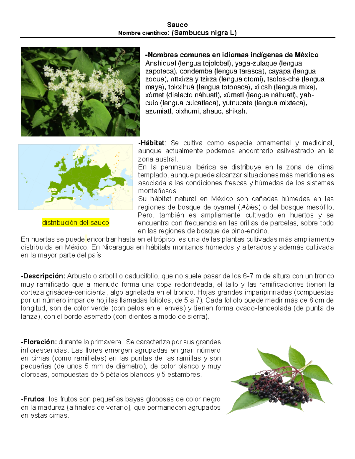 Sauco - Descripcion de planta - Sauco Nombre científico: (Sambucus ...