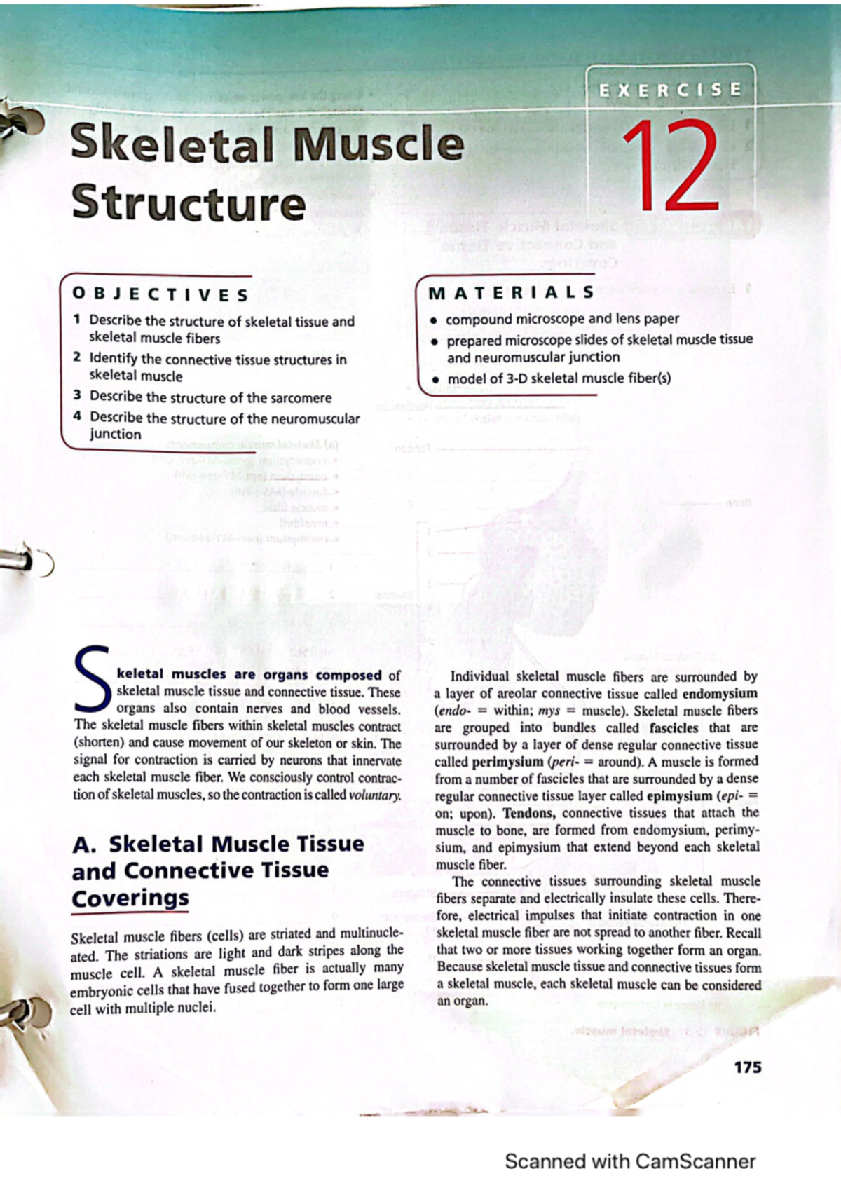 Skeletal Muscle plus review - BIOL 141 - Studocu