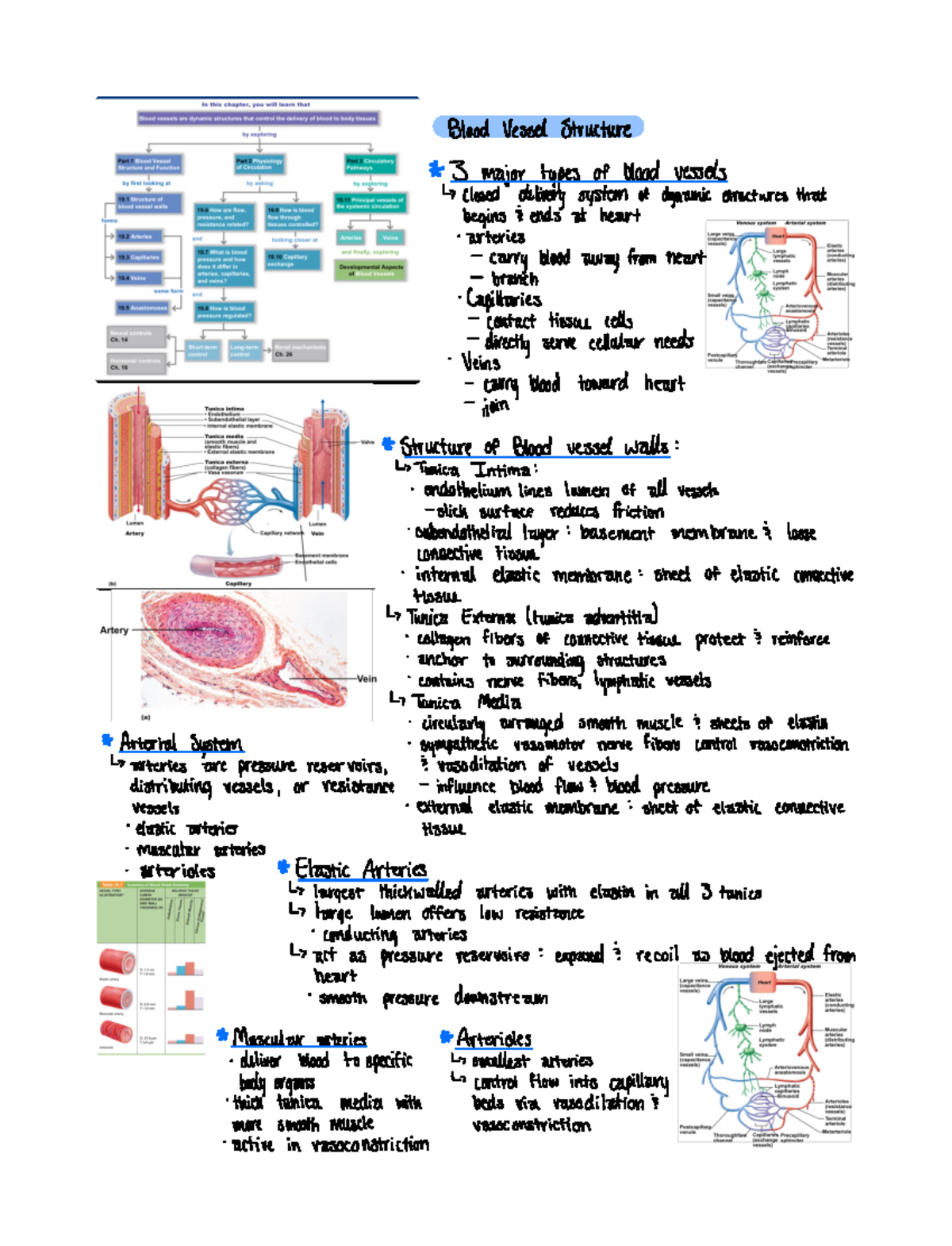 Chapter 19 cardiovascular system blood vessels - Bio 216 - Studocu