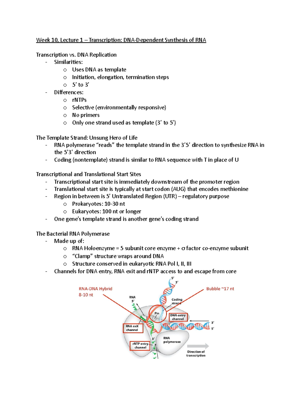 Module 4 - Allingham. - Week 10, Lecture 1 – Transcription: DNA ...