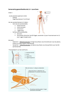 Samenvatting hart - Endocard Myocard Epicard Binnenste laag Bekleedt de ...