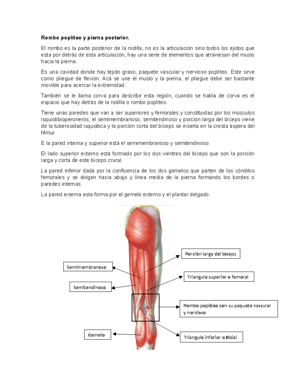 Rombo poplíteo y pierna posterior descripcion completa - Rombo poplíteo ...