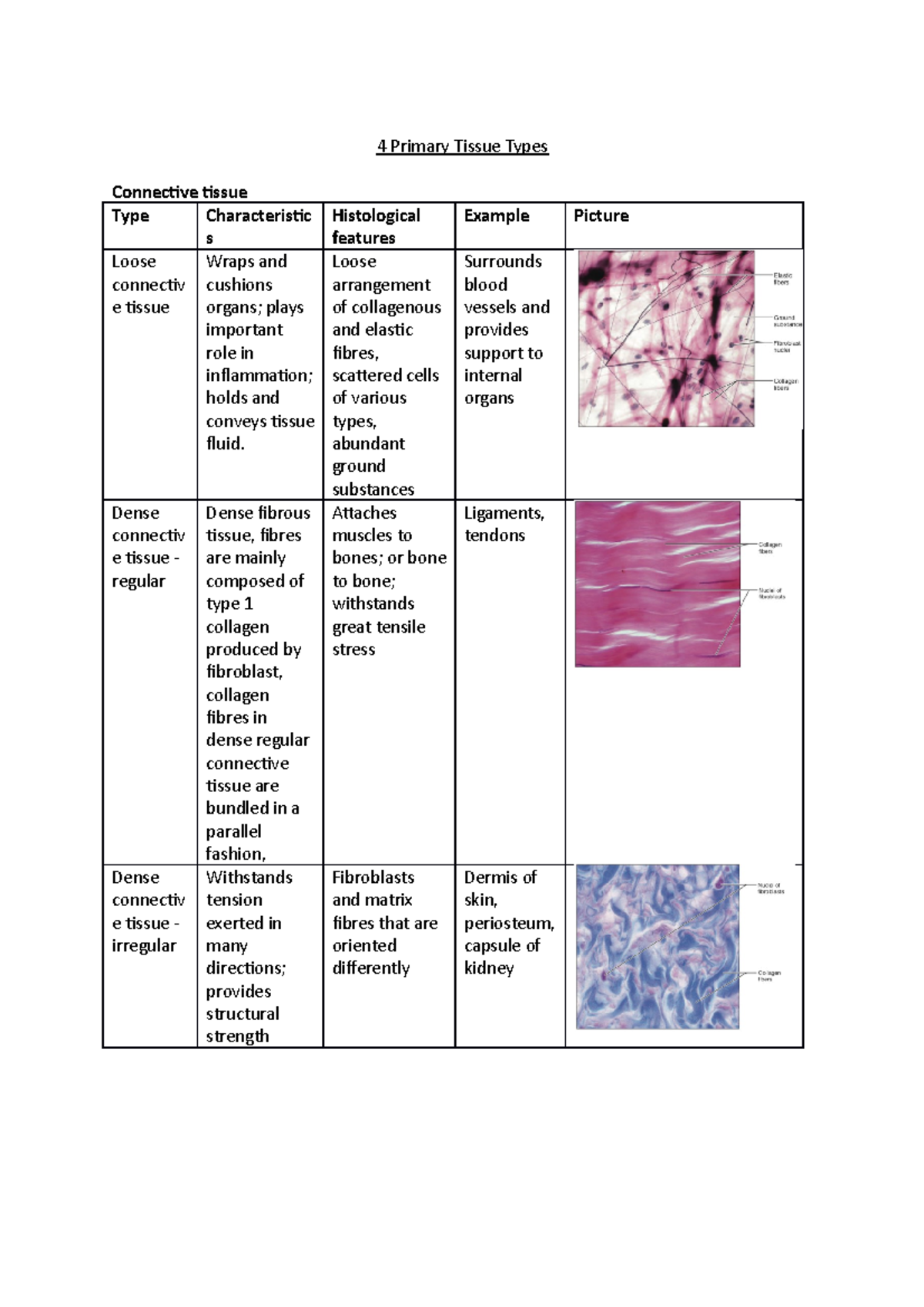 4 Primary Tissue Types 4 Primary Tissue Types Connective Tissue Type