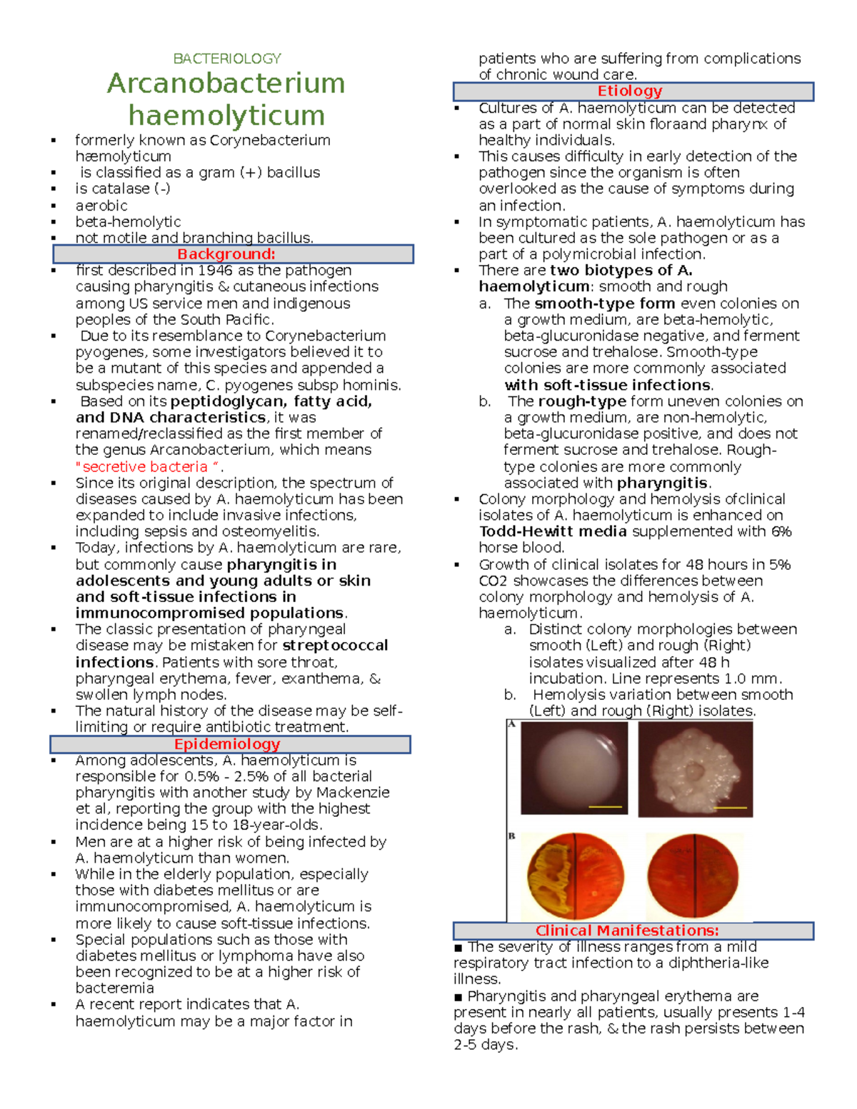 Arcanobacterium-haemolyticum - BACTERIOLOGY Arcanobacterium ...