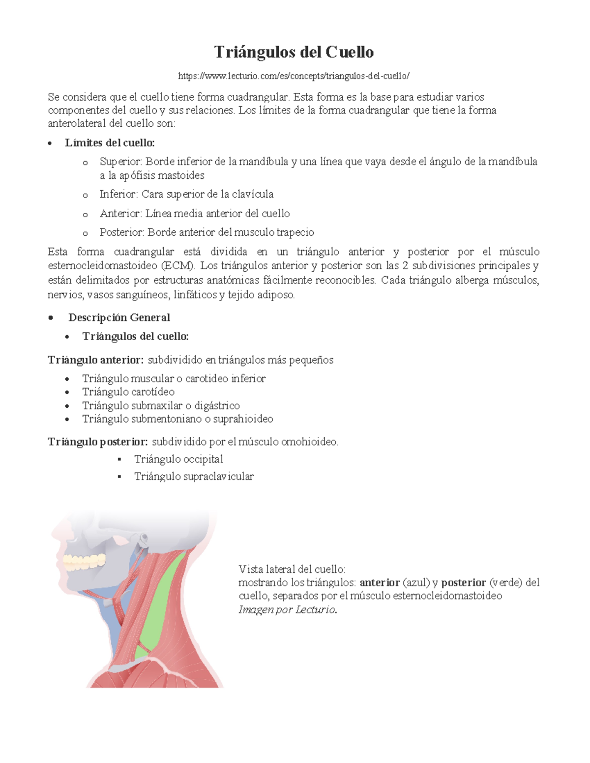 Triángulos del Cuello - Tri·ngulos del Cuello lecturio/es/concepts/triangulos-del-cuello/ Se ...